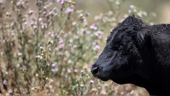 Do Cows Have a Language? Dutch Scientist Explores How They Communicate ...