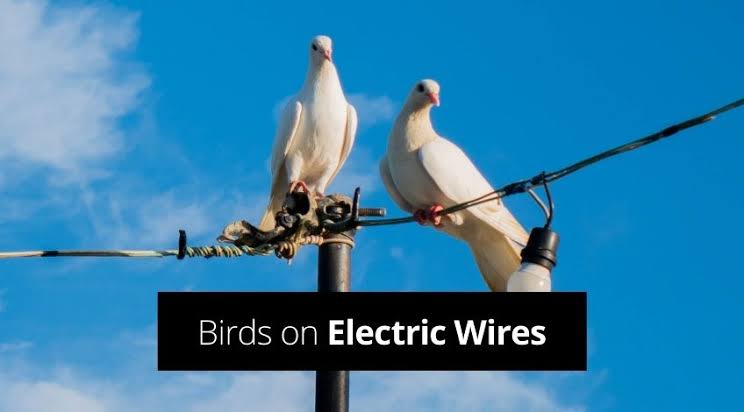 Why Birds Don’t Get Electrocuted on Power Lines: A Closer Look at the ...