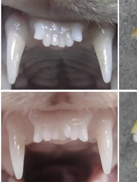 Regrowing Human Teeth: A Breakthrough Drug Offers Hope for a Future ...