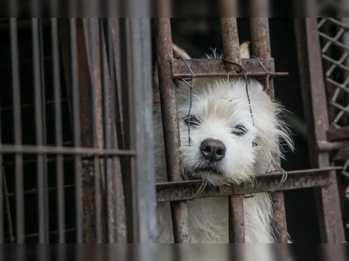 South Korea’s Historic Dog Meat Ban: The End of a Tradition and Its ...
