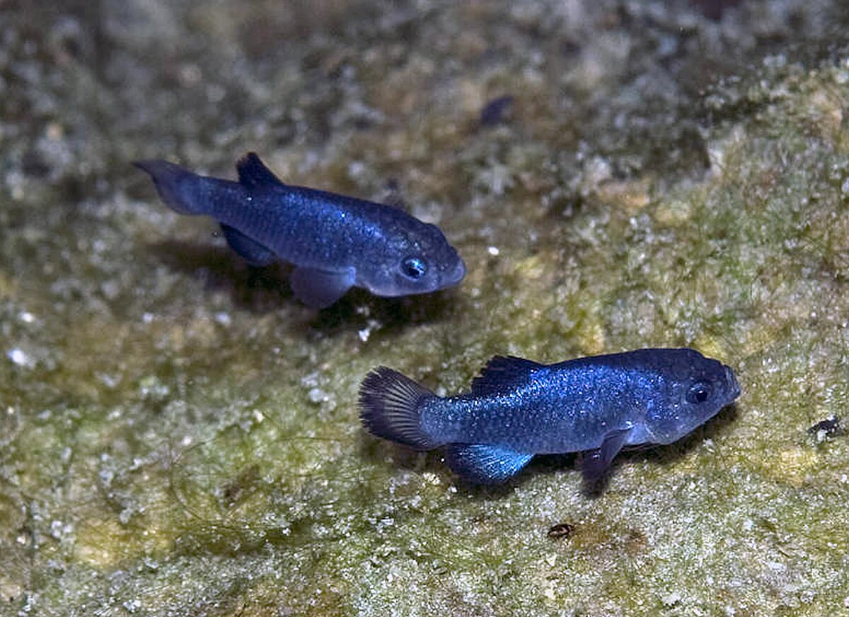 The World’s Rarest Fish: Trapped in the Hottest Desert on Earth - NEWS NEST